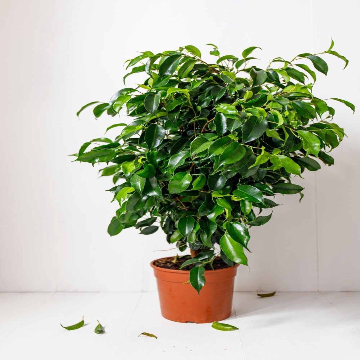 Planta Ficus benjamina, H 70-80 cm - Serafina